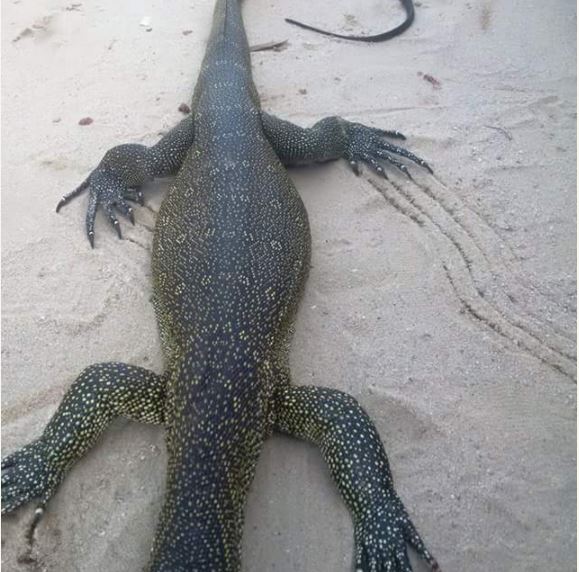 Big Monitor Lizard Lands in Cooking Pot after Being Caught (Photos)