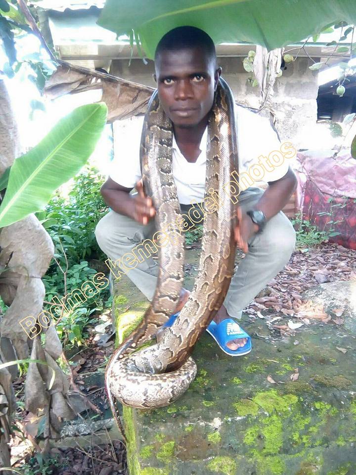 Nigerian Man Poses with Huge Python in Bayelsa State (Photos)