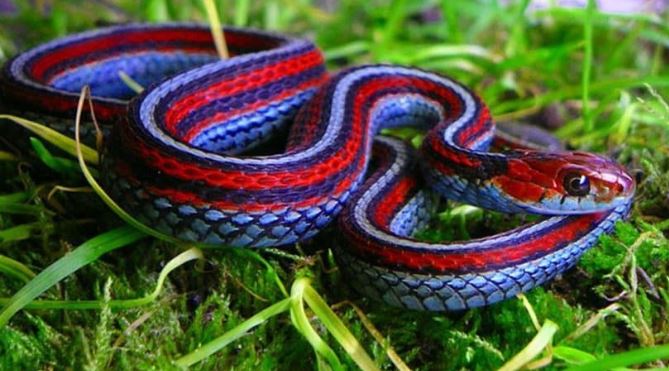 Snake Rearing, A Profitable Venture