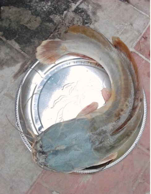 See The Fish Caught In Oguta Lake And Sold For N10,000 (Photos)