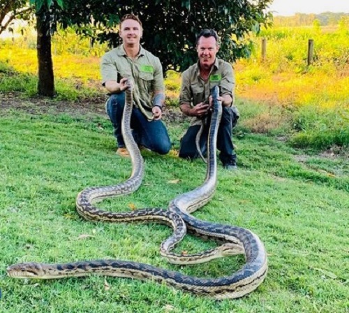 Two Huge Pythons Crash Through Ceiling While Mating (Photos)