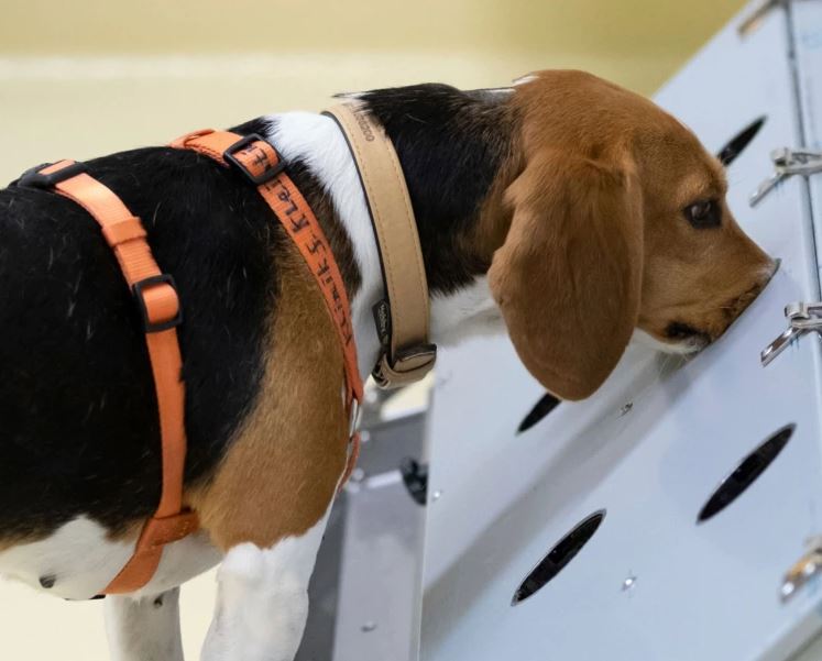 Drug War: Sniffer Dog Costs $20,000, We Need More - Marwa Tells Lawmakers