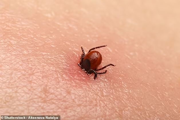 Deadly Virus From Tick Bites That Causes Flu-like Symptoms Found In ...