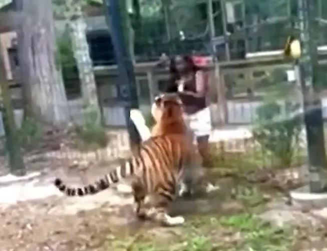 Update: Woman Charged After Climbing Over Zoo Fence To Pet Tiger In ...