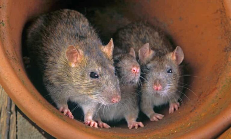 Drama As Rats At Police Headquarters Get ‘High’ On Seized Marijuana