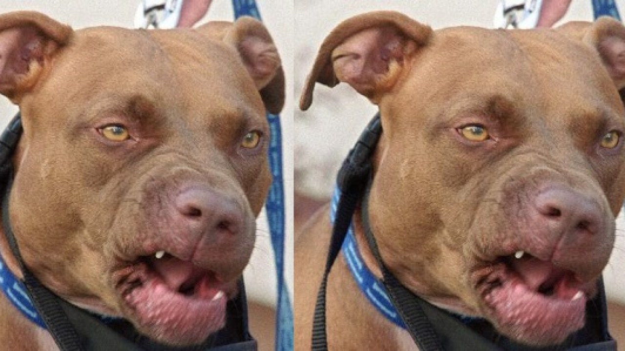 Commotion As Dog Bites Off Owner’s Arm In Life-Threatening Attack